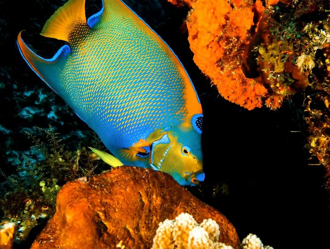 Discover the Caribbean the Best Experiences for your Getaway