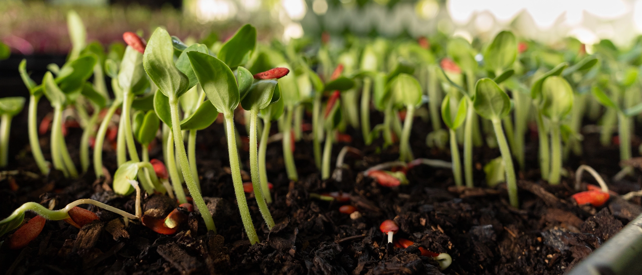 Experience the Freshness Microgreens | Moon Palace