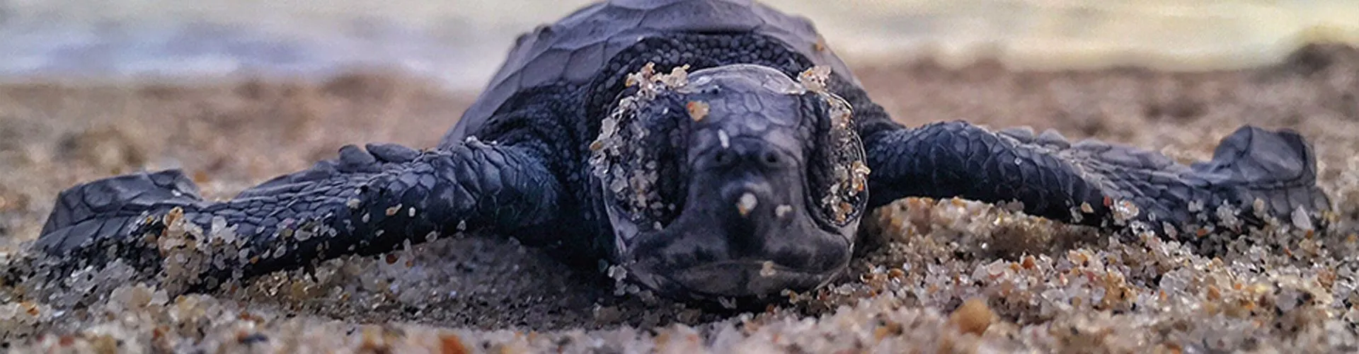 Liberation of sea turtles in Cancun | Moon Palace®